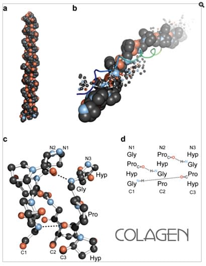 COLAGENUL proteina frumoasa si buna | Terapii Shop